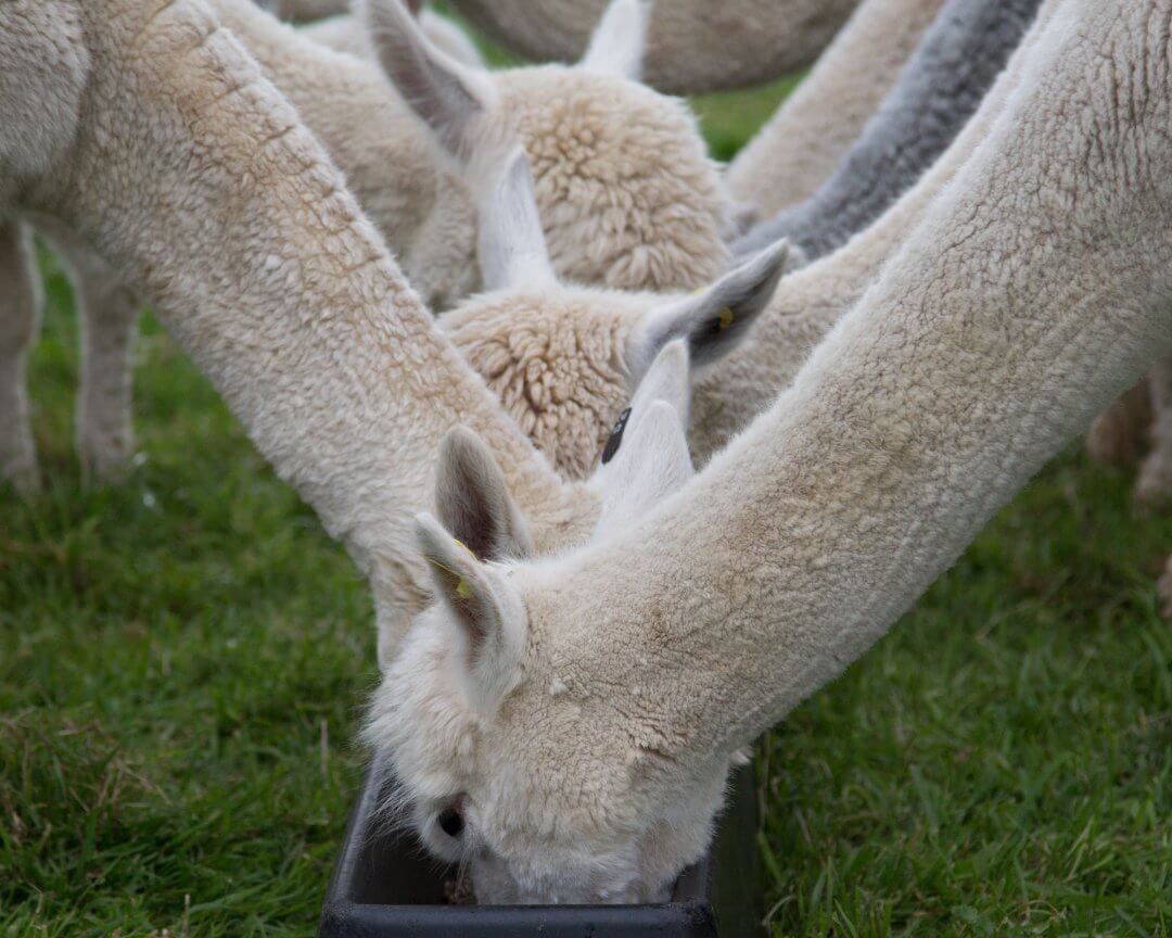 About us - AlphaAlpacas.com