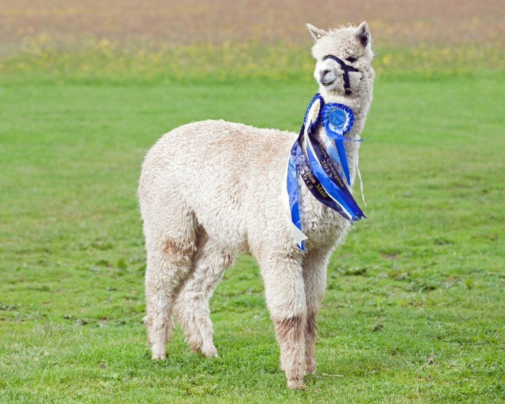 Home - AlphaAlpacas.com