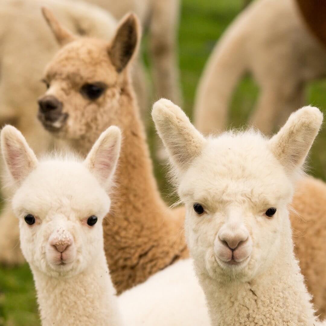 About us - AlphaAlpacas.com