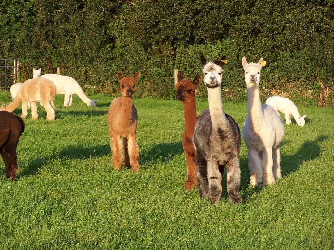 About us - AlphaAlpacas.com