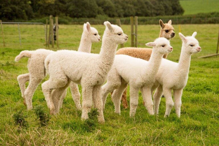 About us - AlphaAlpacas.com